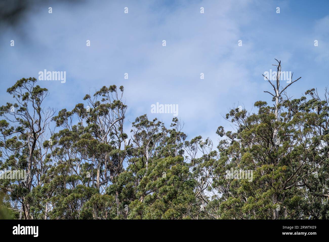 gum tree leaves in the bush in Australia in spring Stock Photo - Alamy