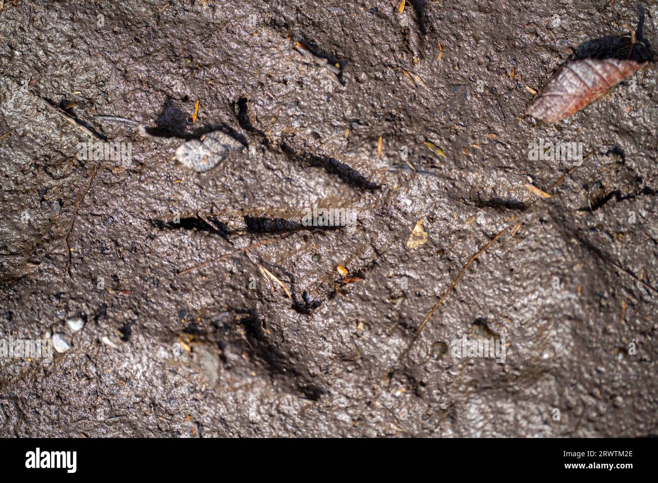 australian native aninal tracks in mud Stock Photo - Alamy