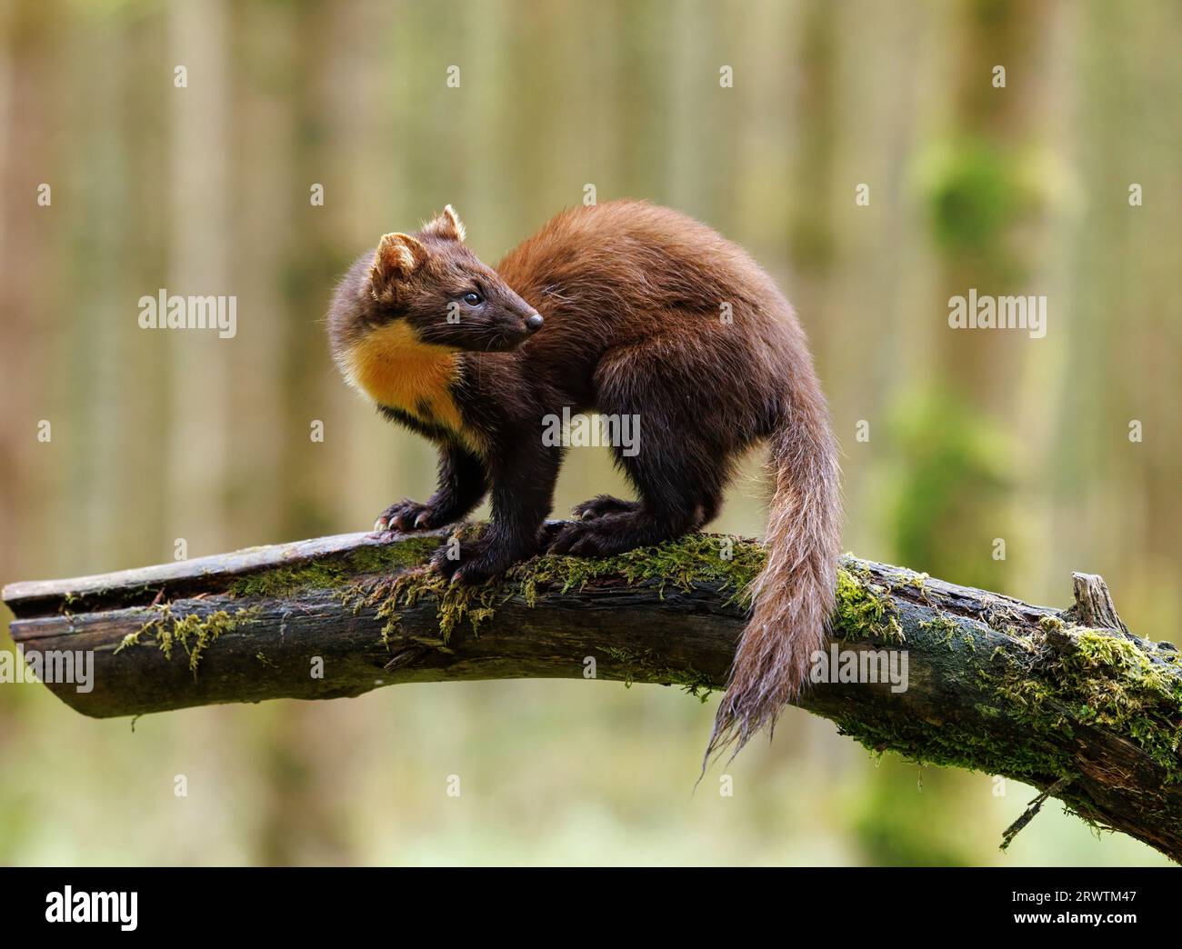 Beautiful Animal on the branch Stock Photo - Alamy