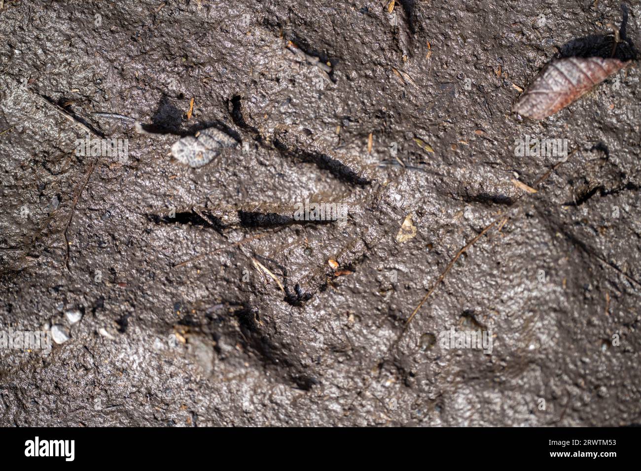 australian native aninal tracks in mud Stock Photo - Alamy