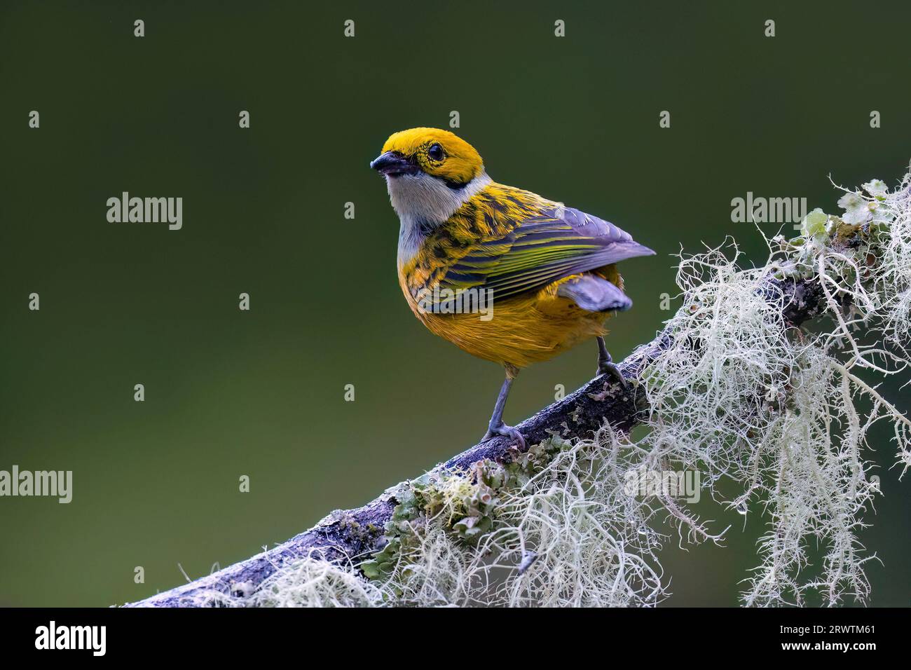 Beautiful Bird sitting on branch Stock Photo - Alamy