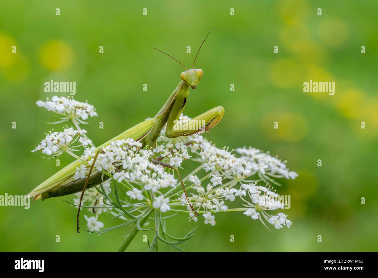 Beautiful Praying Mantis on flower Stock Photo - Alamy
