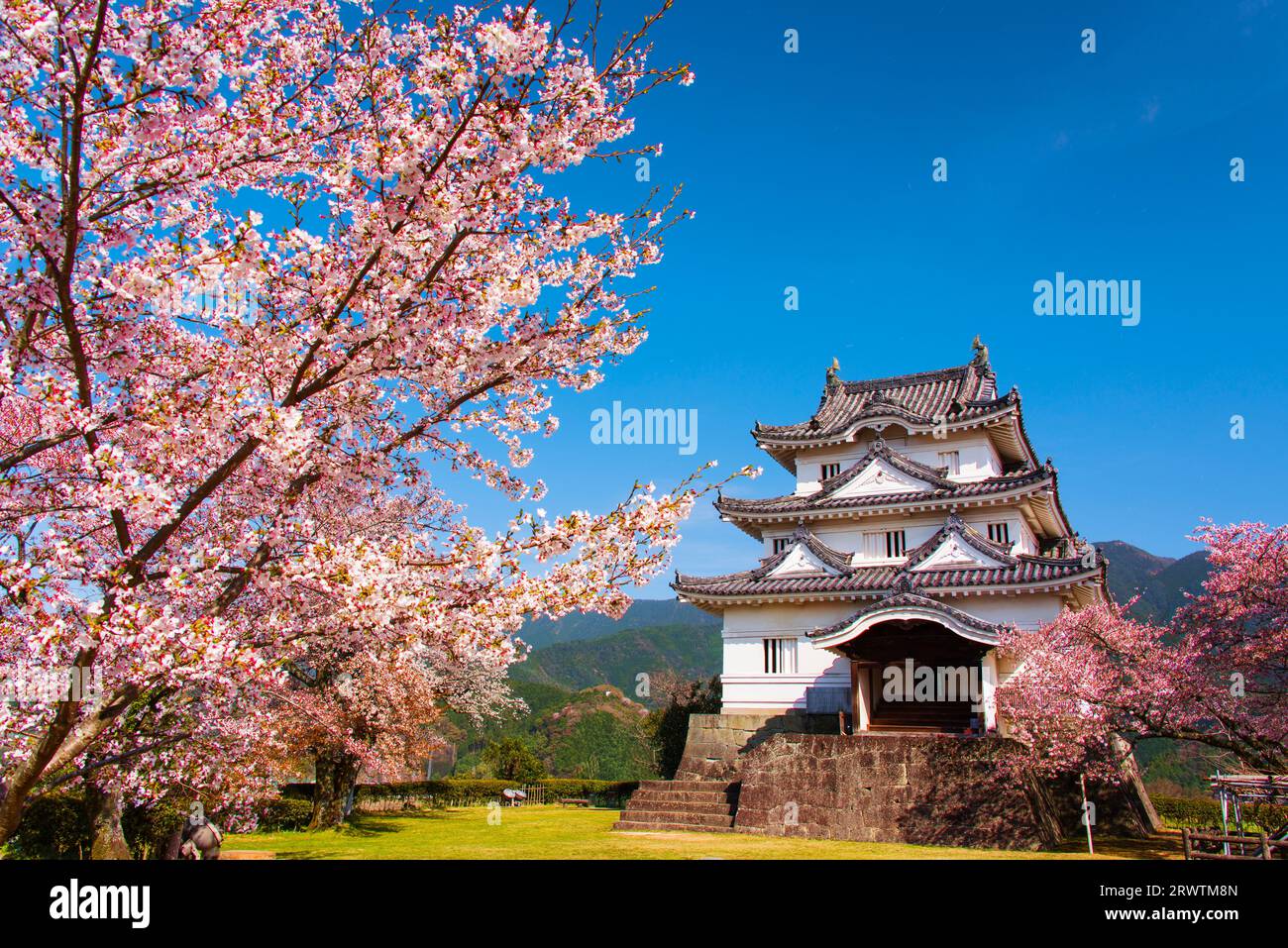 Uwajima Castle with cherry blossoms Stock Photo - Alamy
