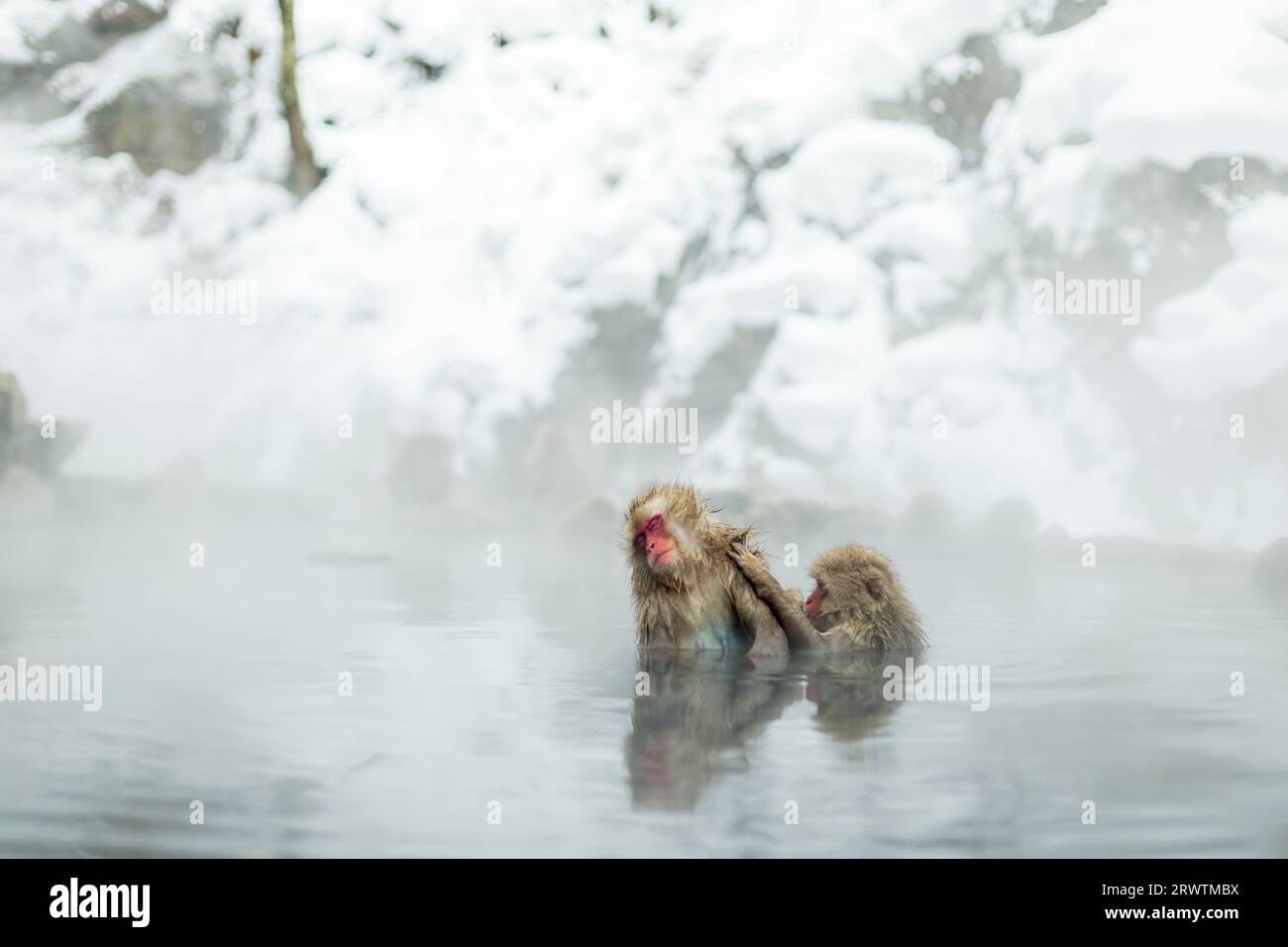 Japanese macaque monkeys getting into the hot spring with good friends ...