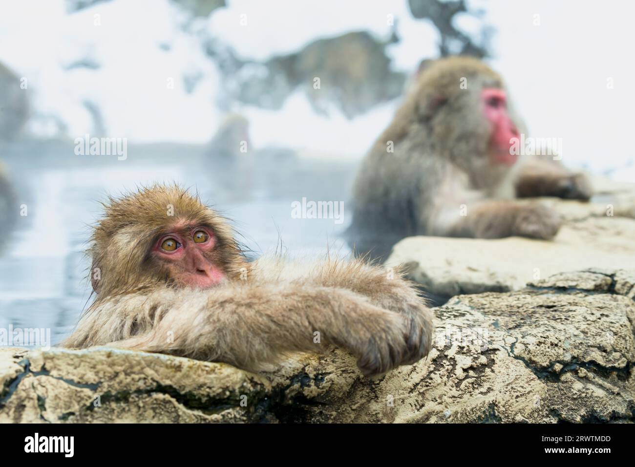 Monkey hot springs hi-res stock photography and images - Alamy