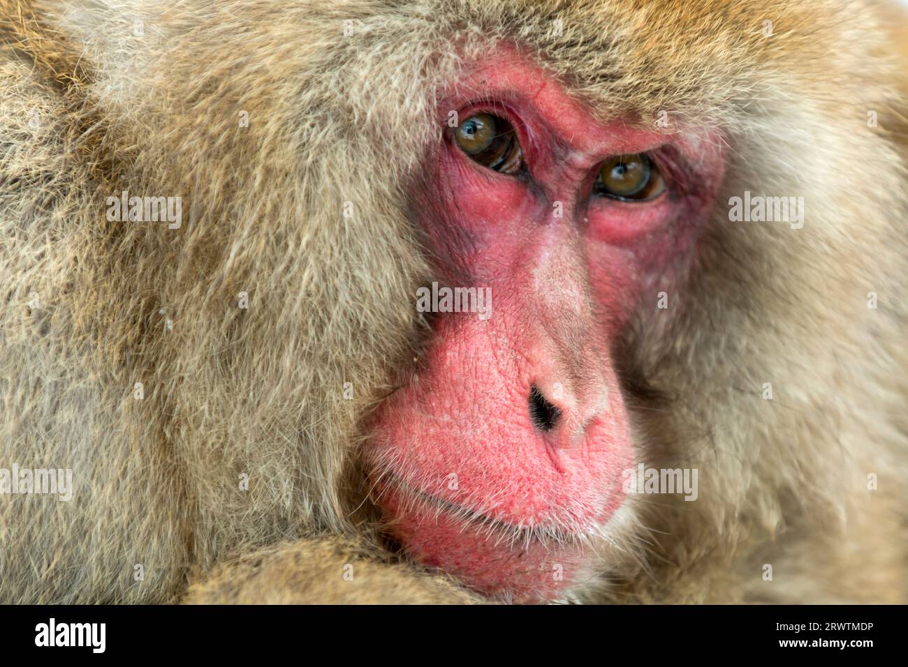 Portrait of a male monkey Stock Photo - Alamy