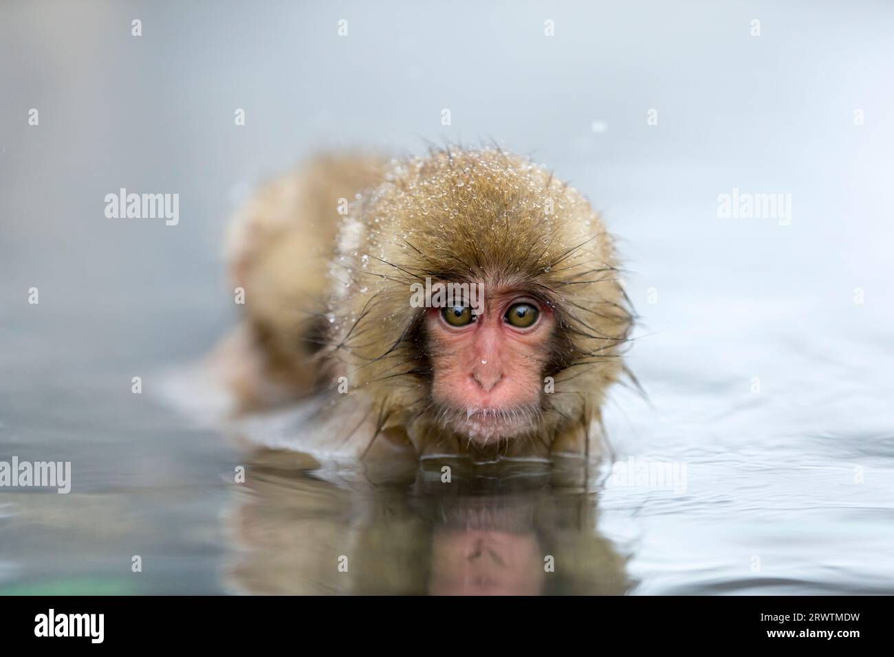 Monkey in japanese hot springs hi-res stock photography and images - Alamy