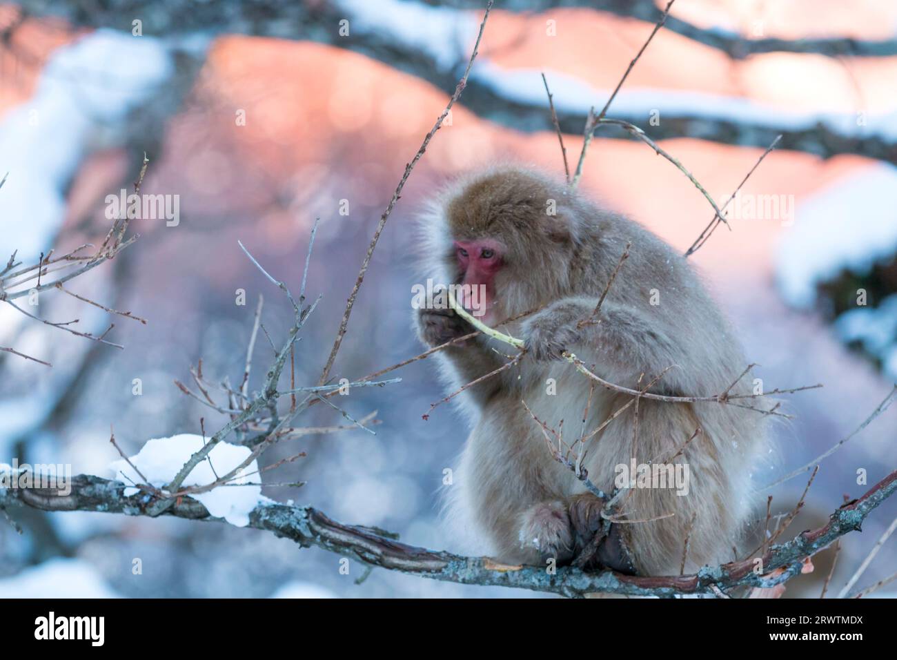 Japanese macaque eating tree bark near dusk Stock Photo - Alamy