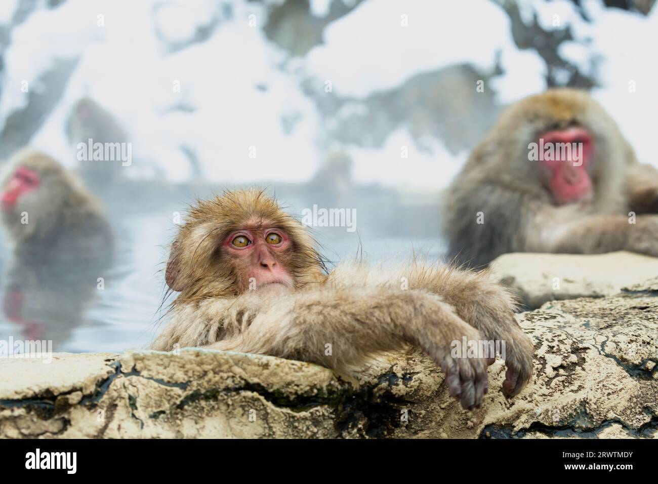 Monkey in japanese hot springs hi-res stock photography and images - Alamy