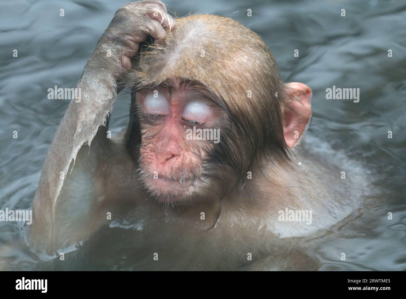 A baby monkey scratching its head in a hot spring Stock Photo - Alamy