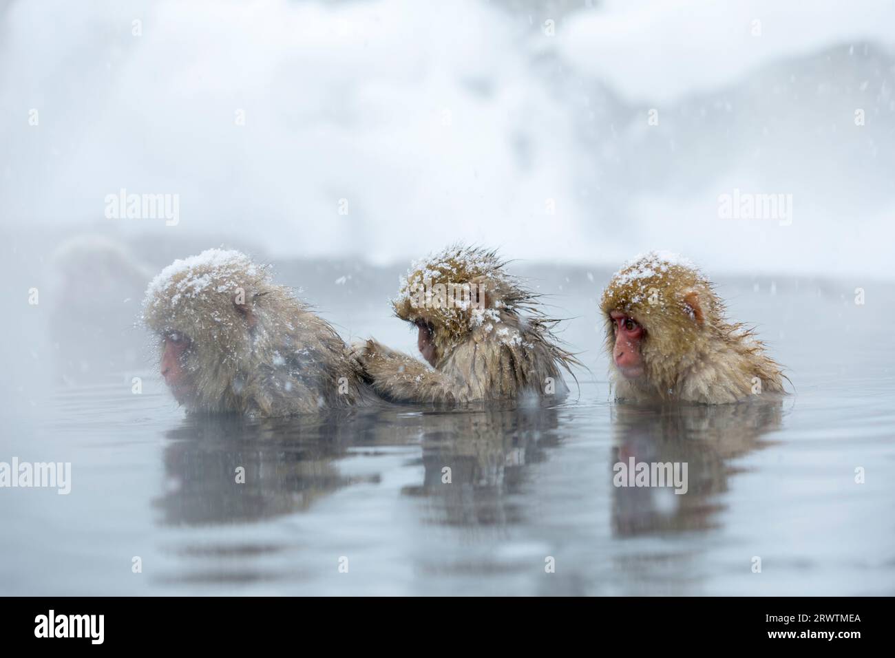 Monkey grooming hi-res stock photography and images - Alamy