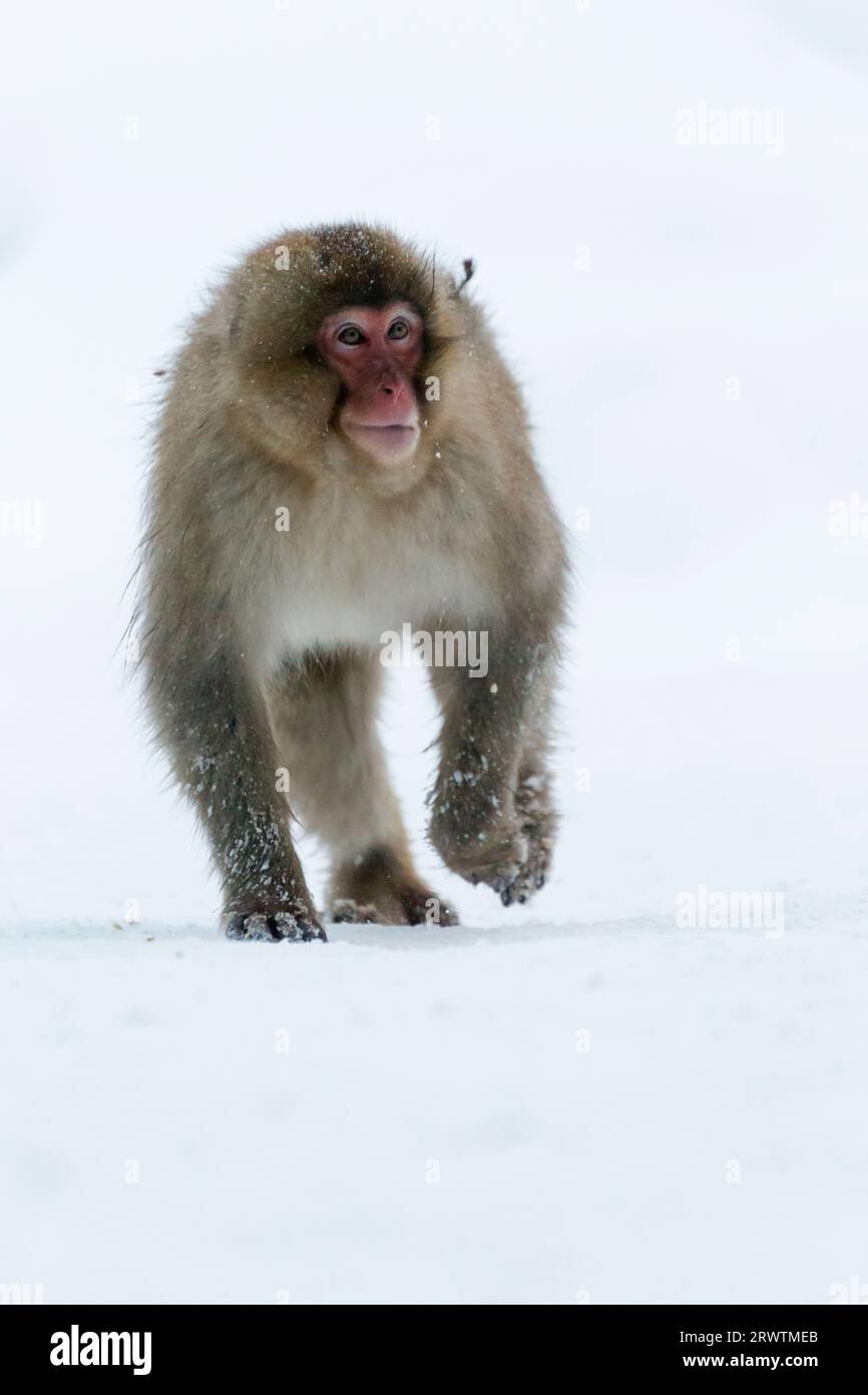 Young male Japanese macaque running Stock Photo - Alamy
