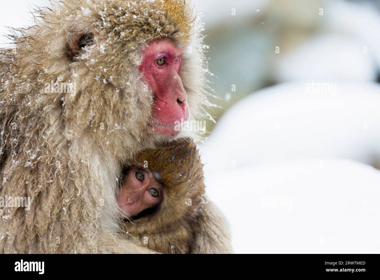 A mother and child monkey enduring the cold Stock Photo - Alamy