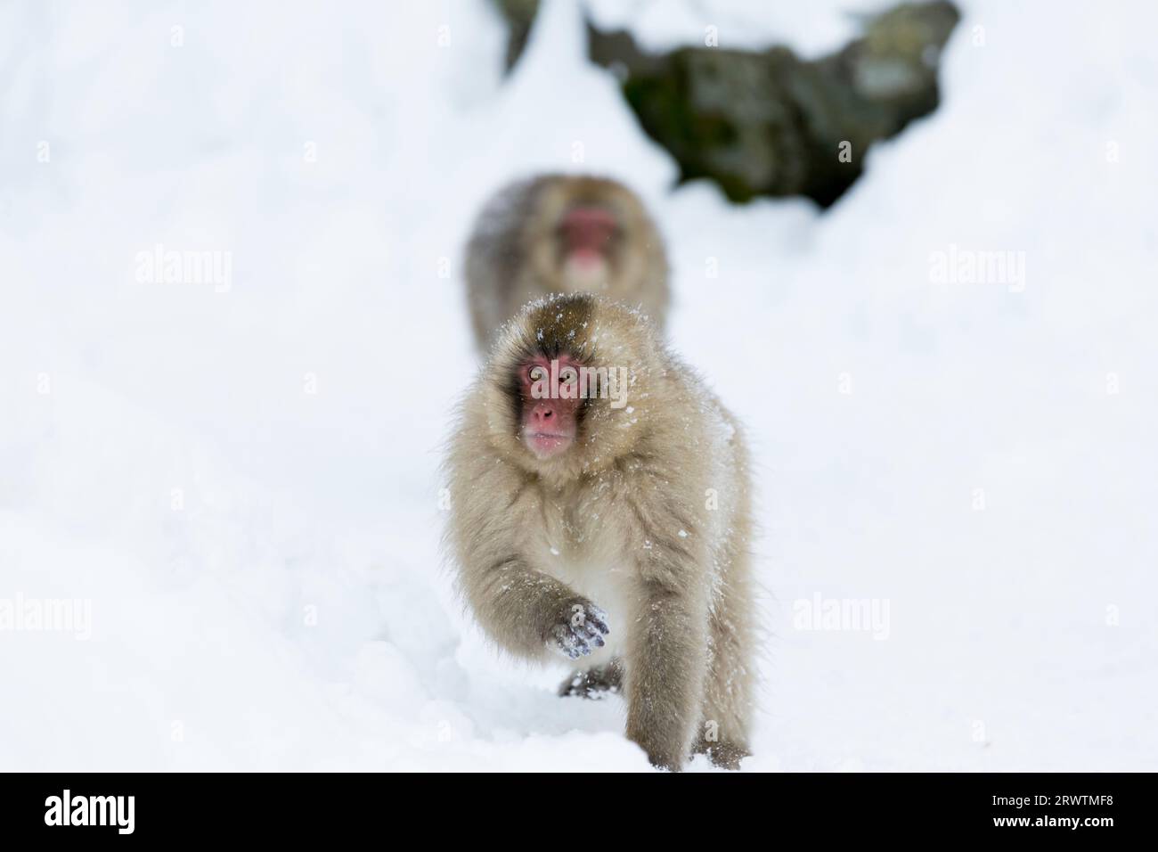 Male animal with young parent hi-res stock photography and images - Alamy