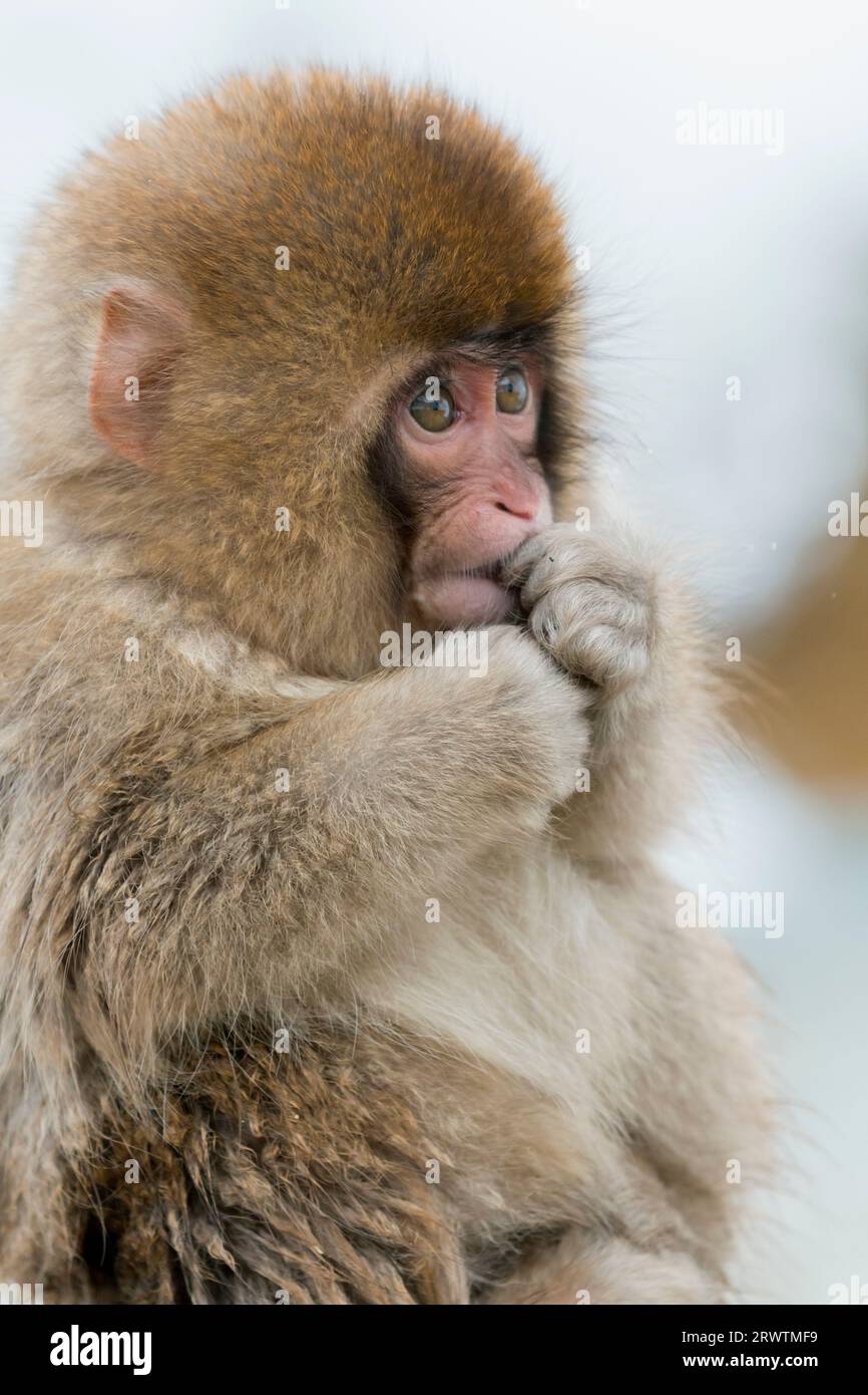Portrait of a baby monkey Stock Photo - Alamy