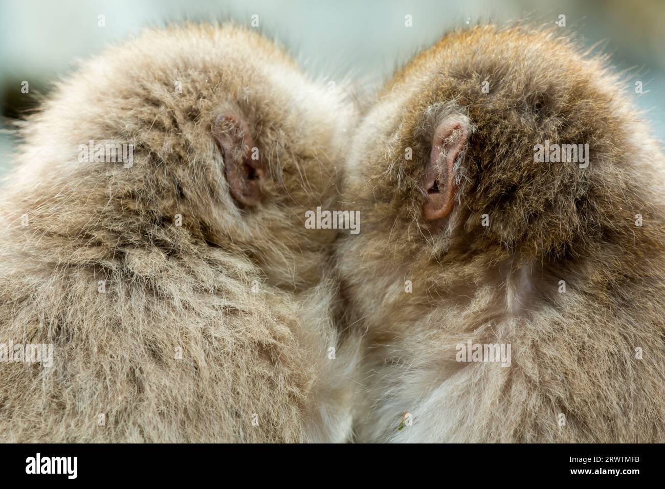 Japanese macaque monkeys cuddling Stock Photo - Alamy