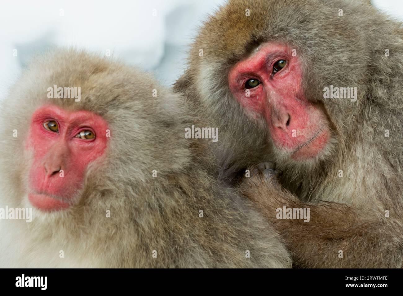A male (right) and female (left) Japanese macaque monkeys cuddling ...