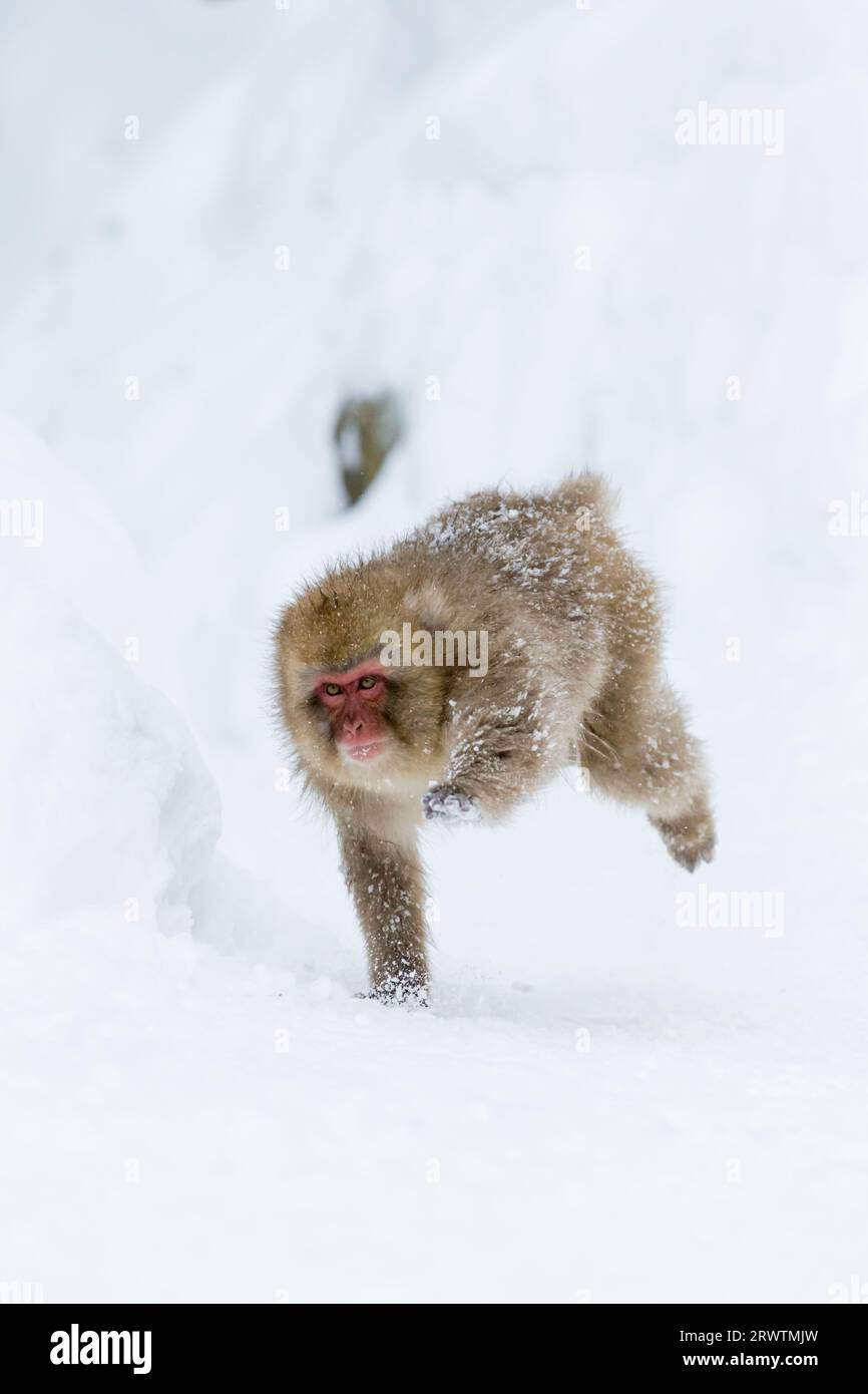 Male japanese hi-res stock photography and images - Alamy