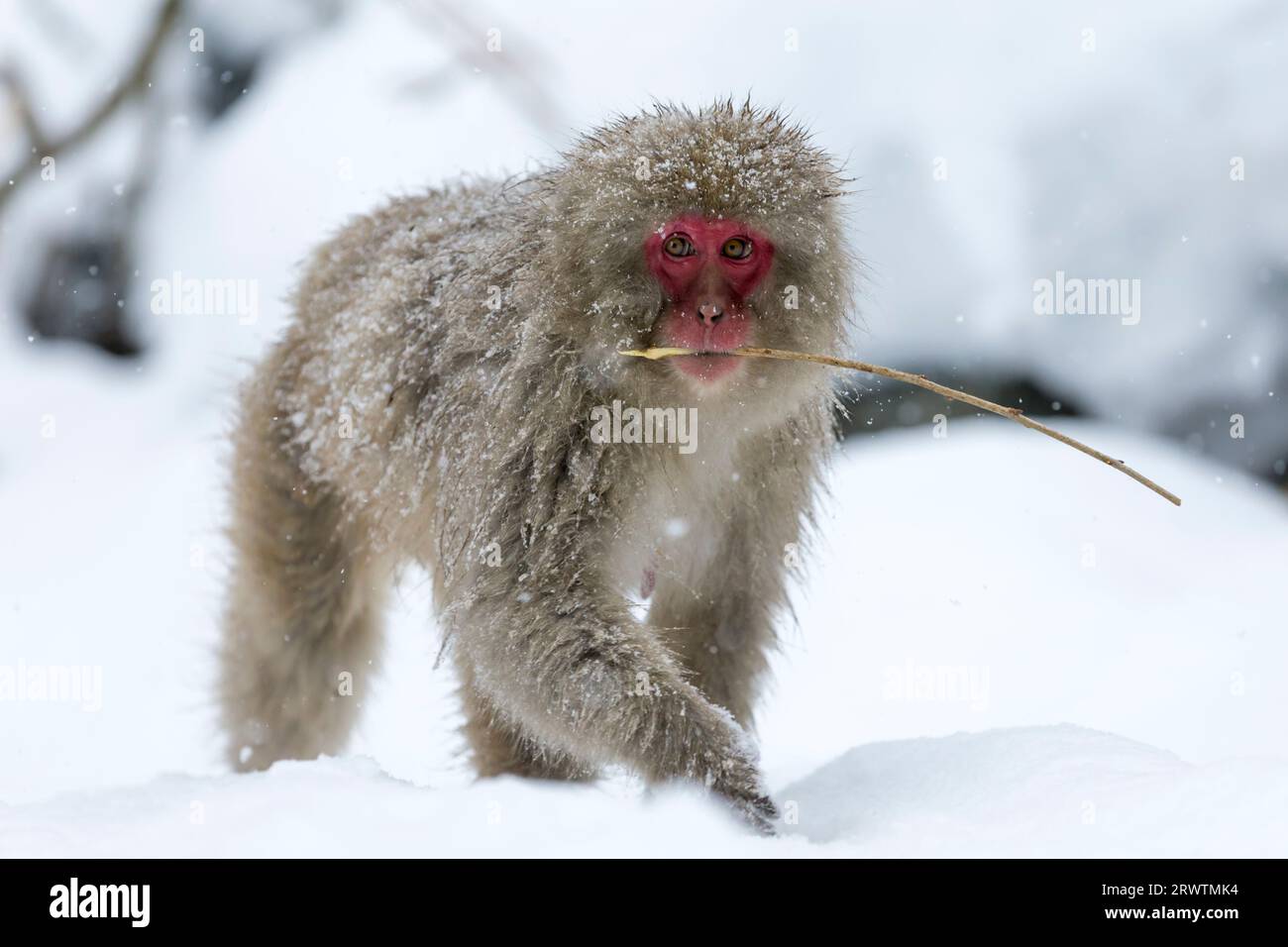 Japanese macaque walking with a tree in its mouth Stock Photo - Alamy