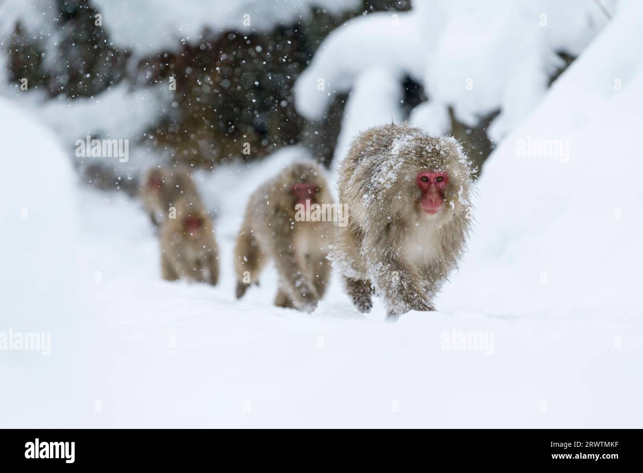 Japanese macaque coming to the hot spring in the snow Stock Photo - Alamy