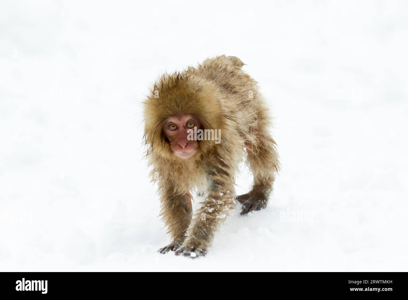 Winter scene snow on Cut Out Stock Images & Pictures - Alamy