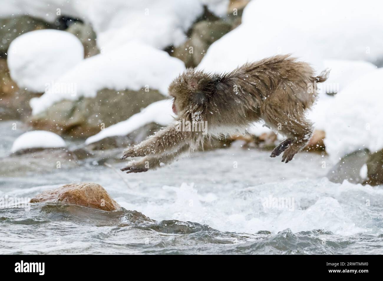 Japanese macaque jumping in the river Stock Photo - Alamy