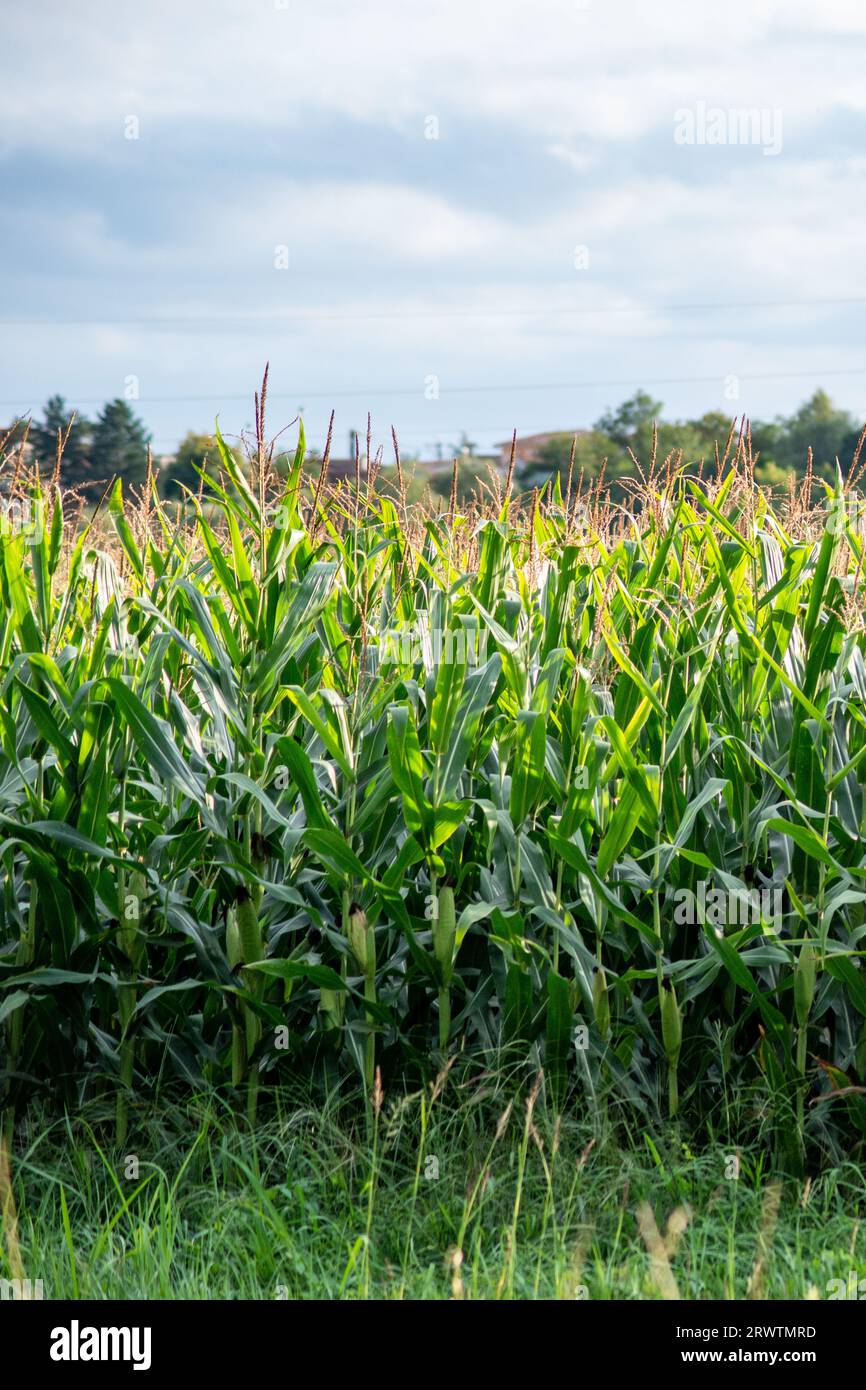 French Cornfields in the Heat of Summer Stock Photo - Alamy