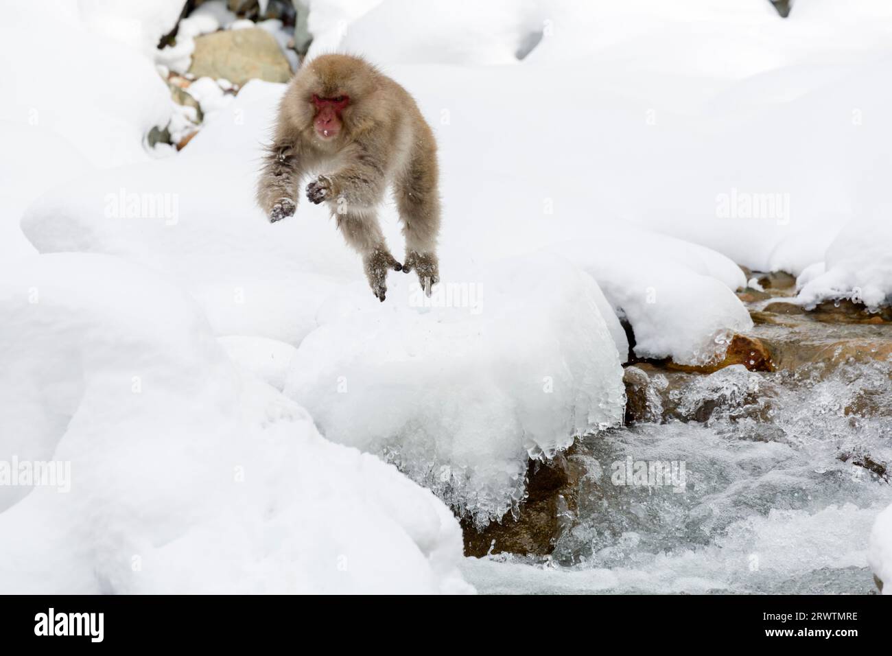 Macaque jumping hi-res stock photography and images - Alamy