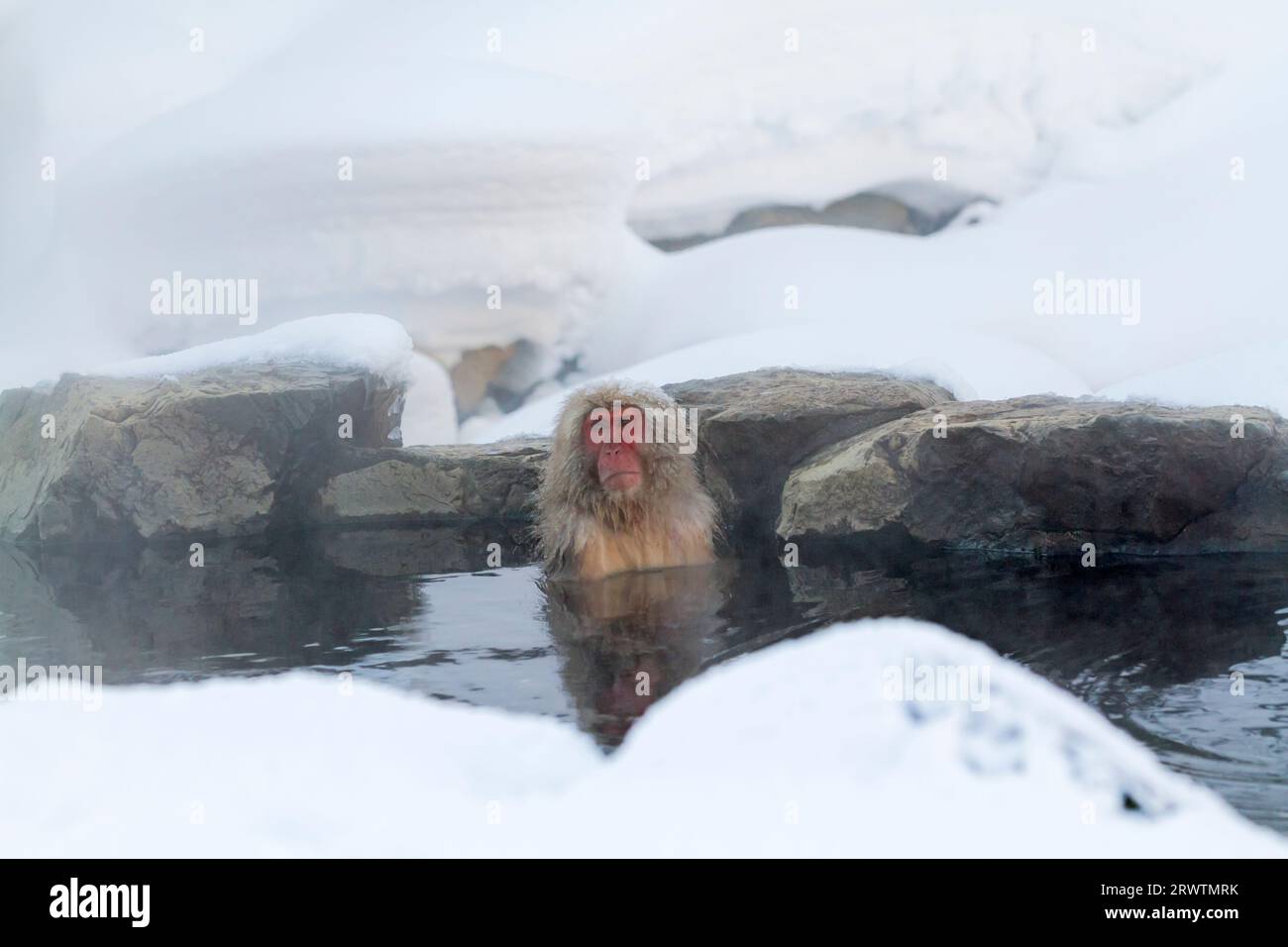 A male monkey relaxing in a hot spring Stock Photo - Alamy
