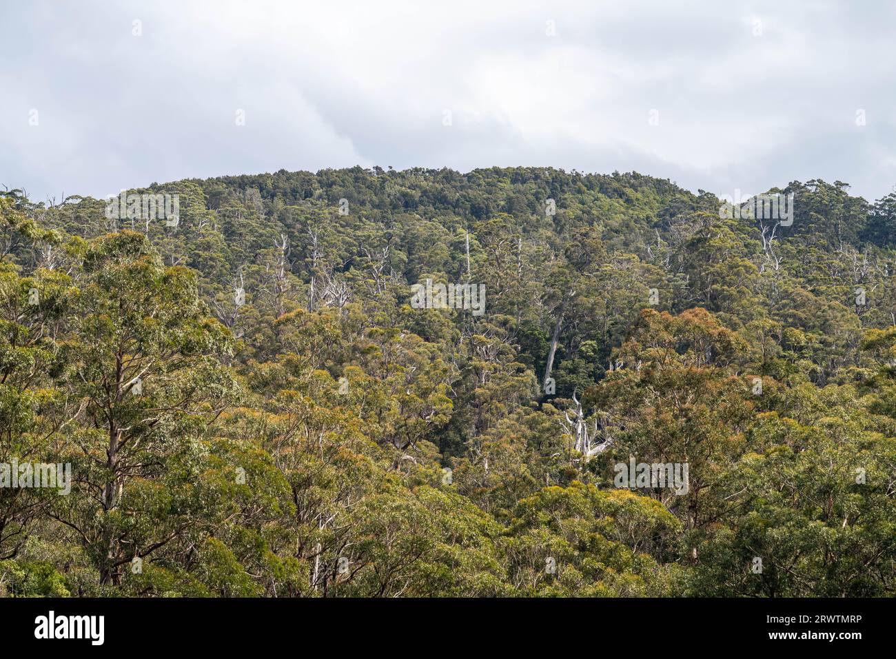 gum tree leaves in the bush in Australia in spring Stock Photo - Alamy