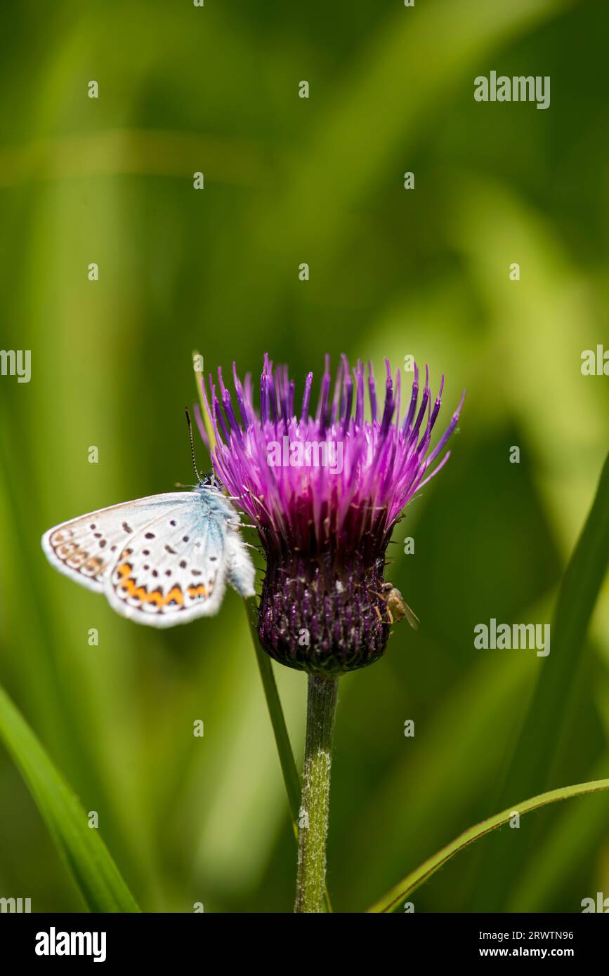Thrush flower hi-res stock photography and images - Alamy
