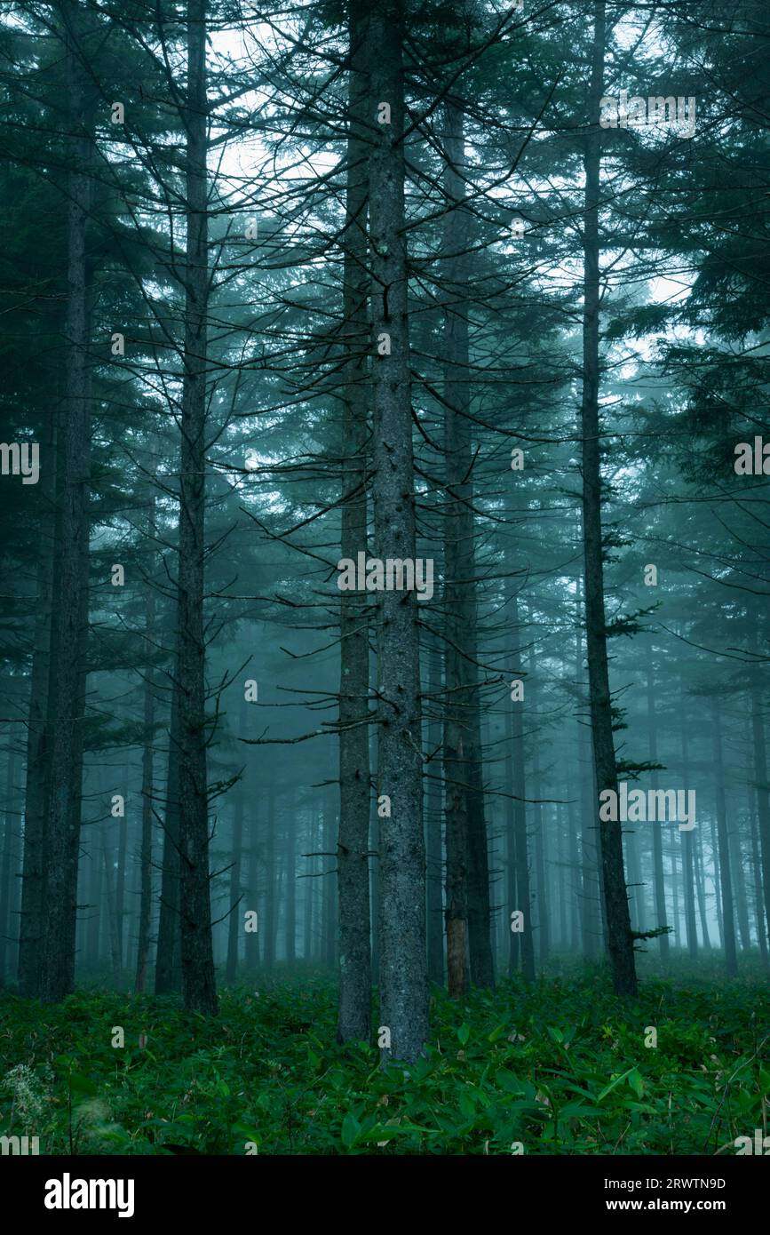 Suwa forest hi-res stock photography and images - Alamy