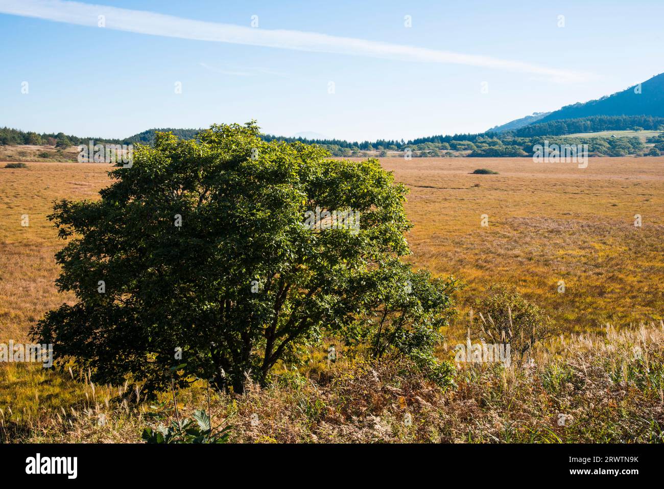 Kirigamine Plateau grass autumn leaves Stock Photo - Alamy