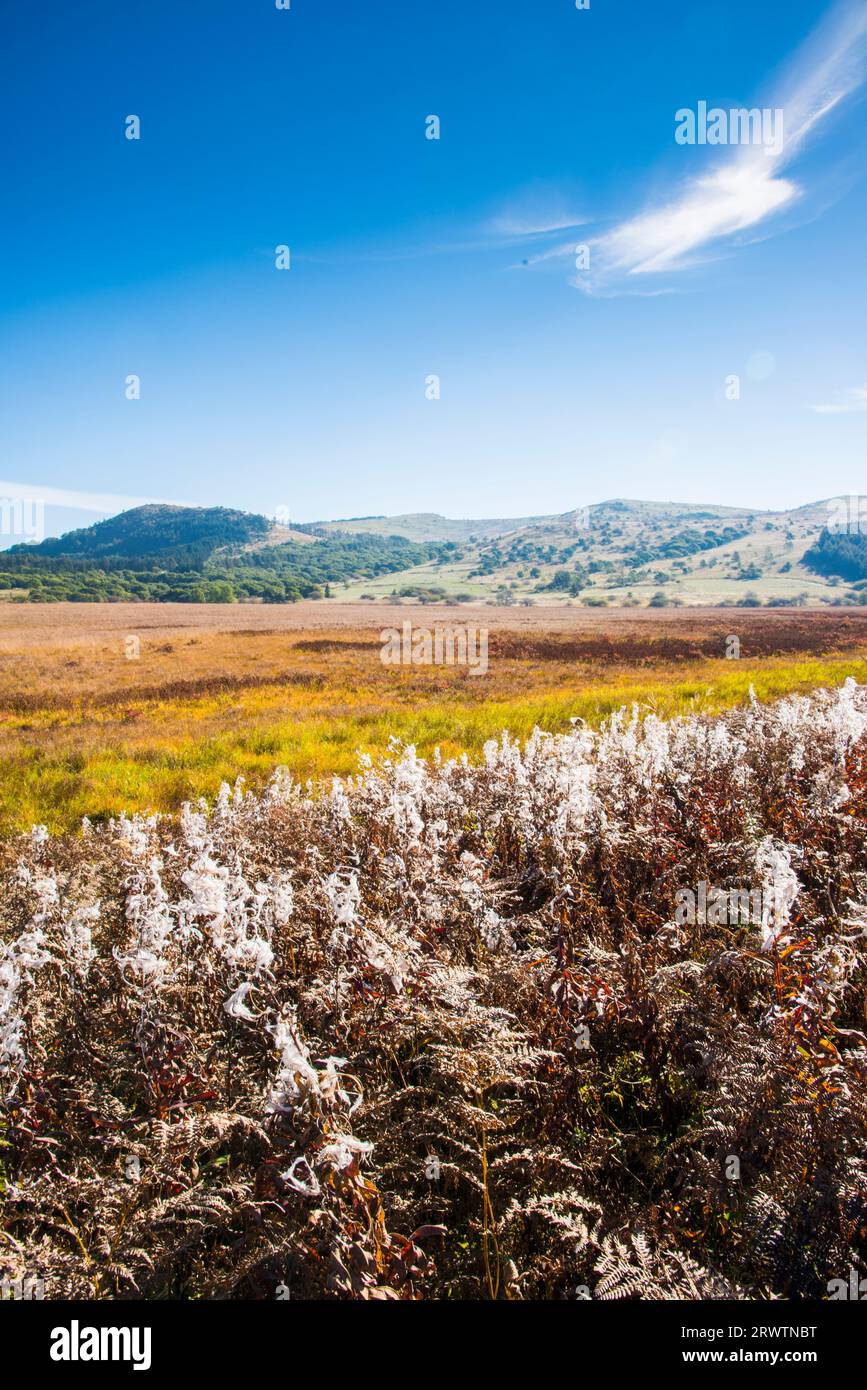 Kirigamine Plateau grass autumn leaves Stock Photo - Alamy