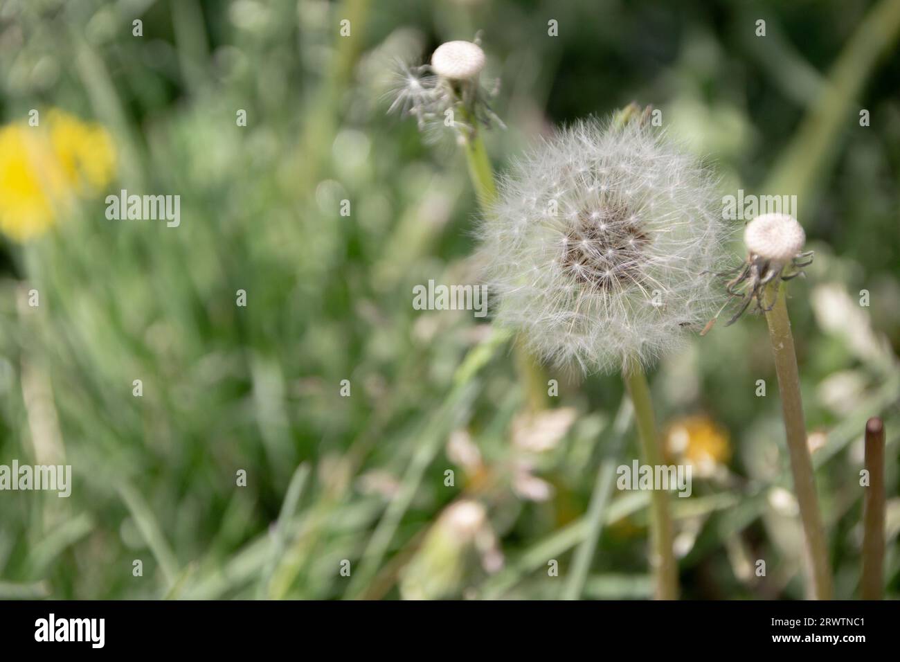 A trio of dandelions is featured in this image, with one dandelion on ...