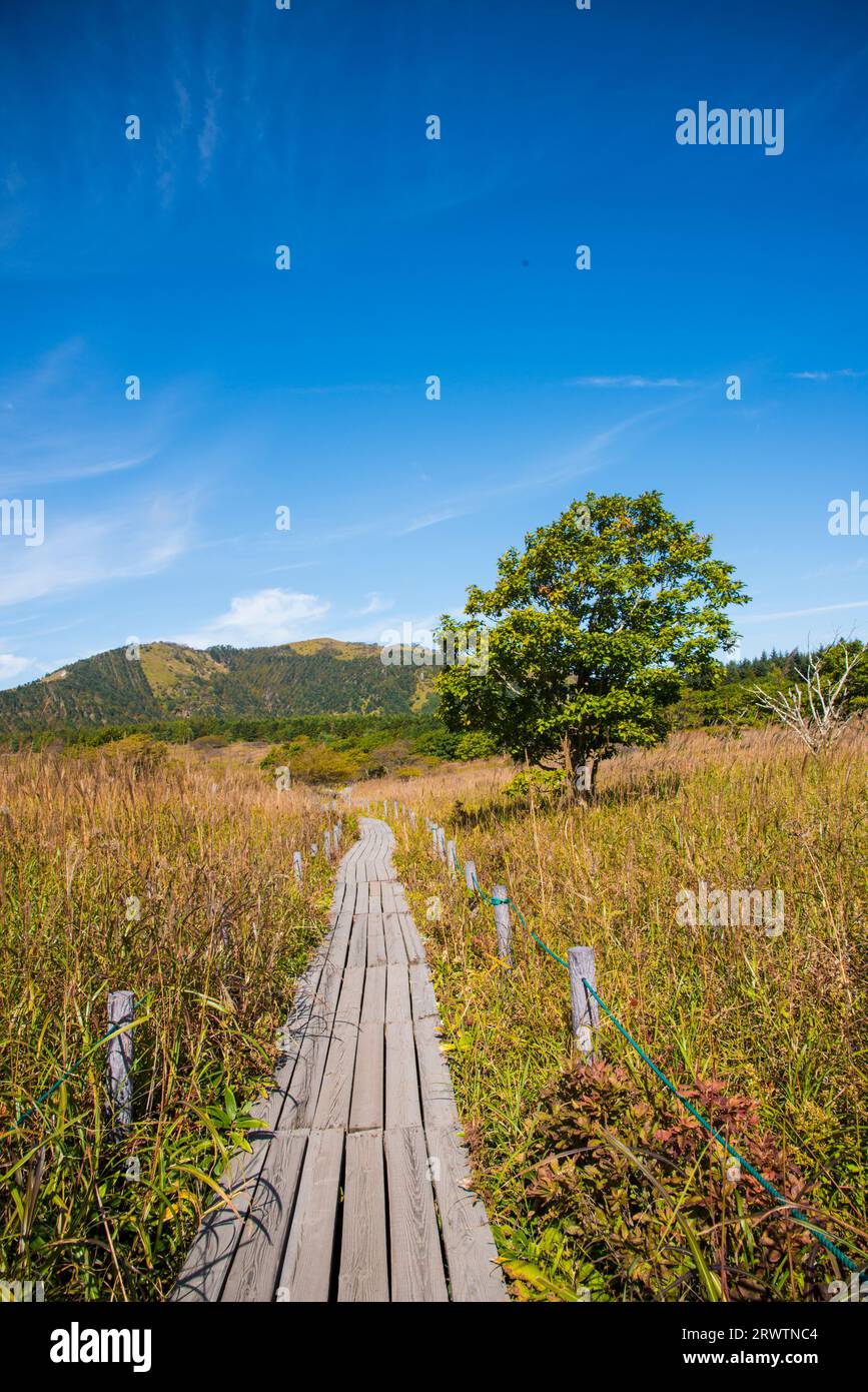 Wooden path and Yashimagahara marshland in autumn Stock Photo - Alamy