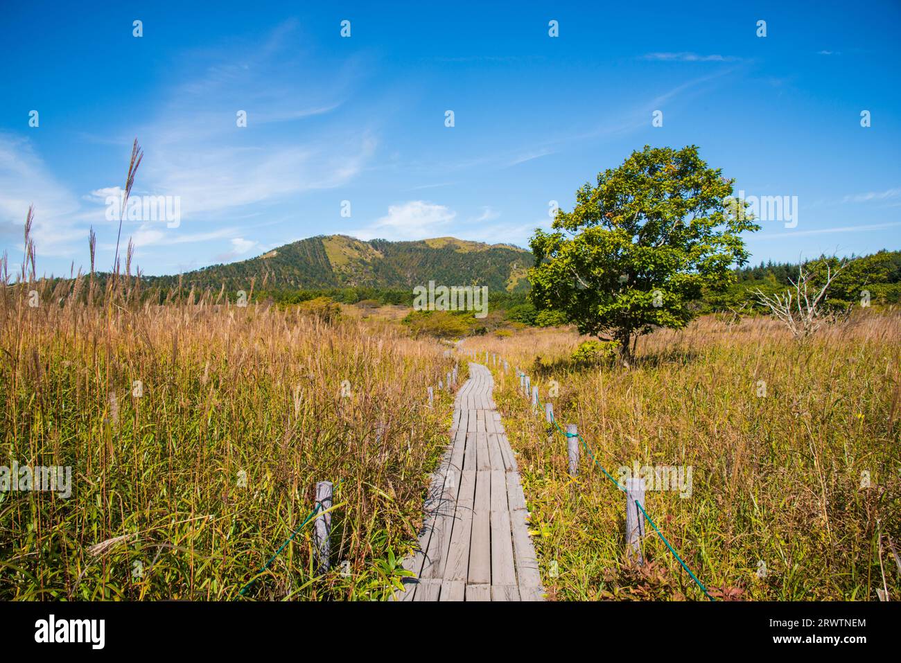 Wooden path and Yashimagahara marshland in autumn Stock Photo - Alamy