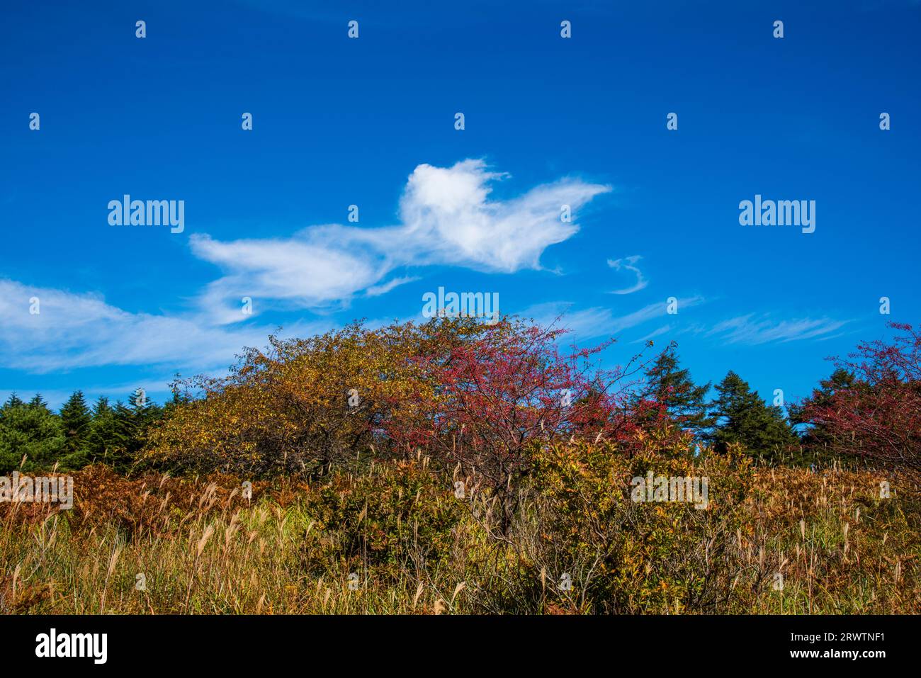 Pear highland hi-res stock photography and images - Alamy