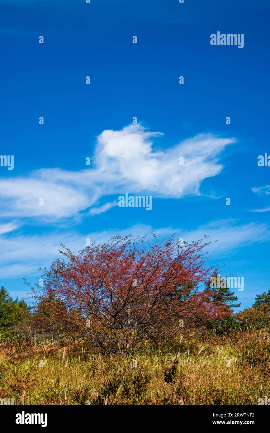 Autumn highland with konashi (Japanese mustard seed Stock Photo - Alamy