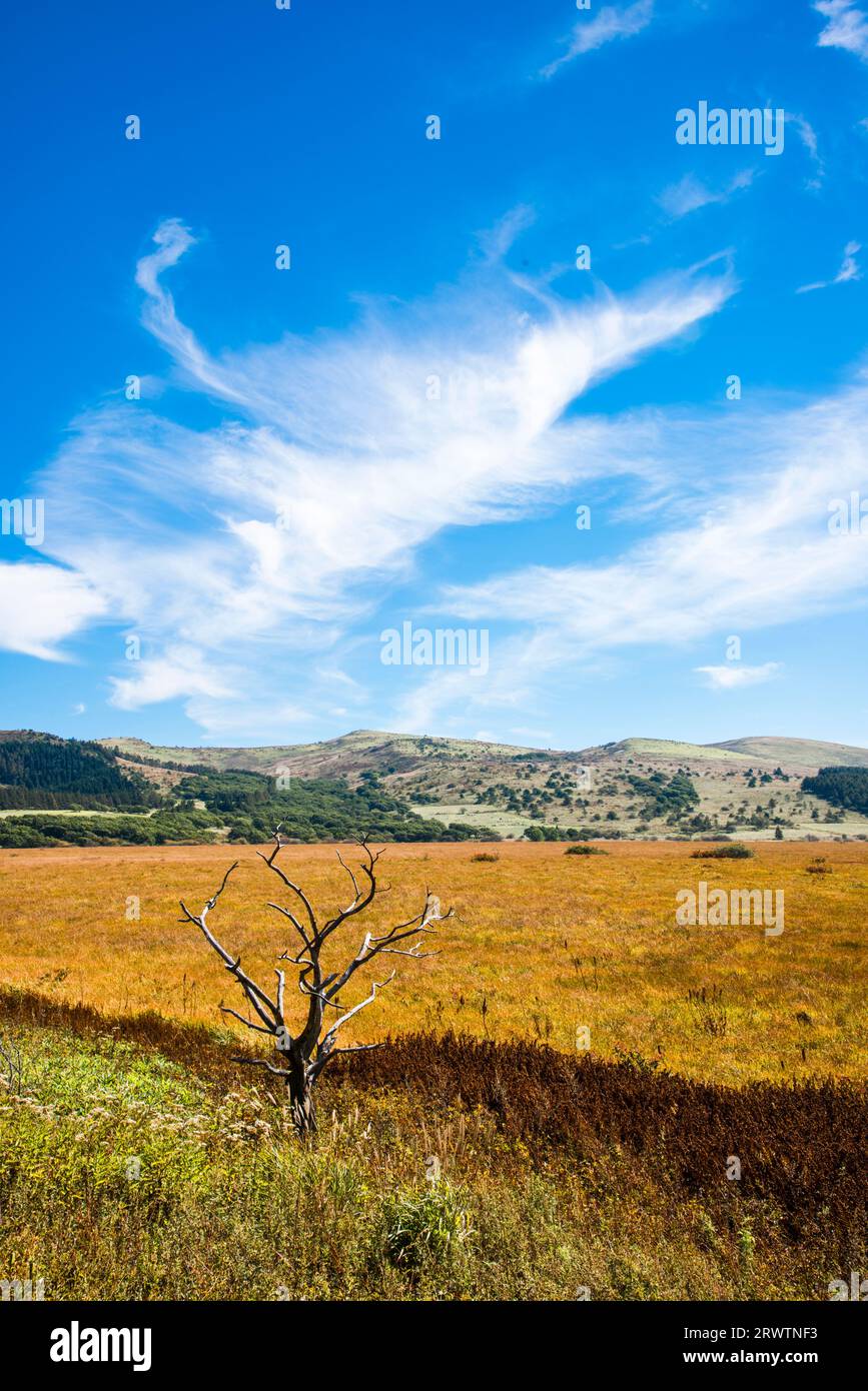 Autumn sky and autumn leaves of grass in Yashimagahara Marsh Stock ...