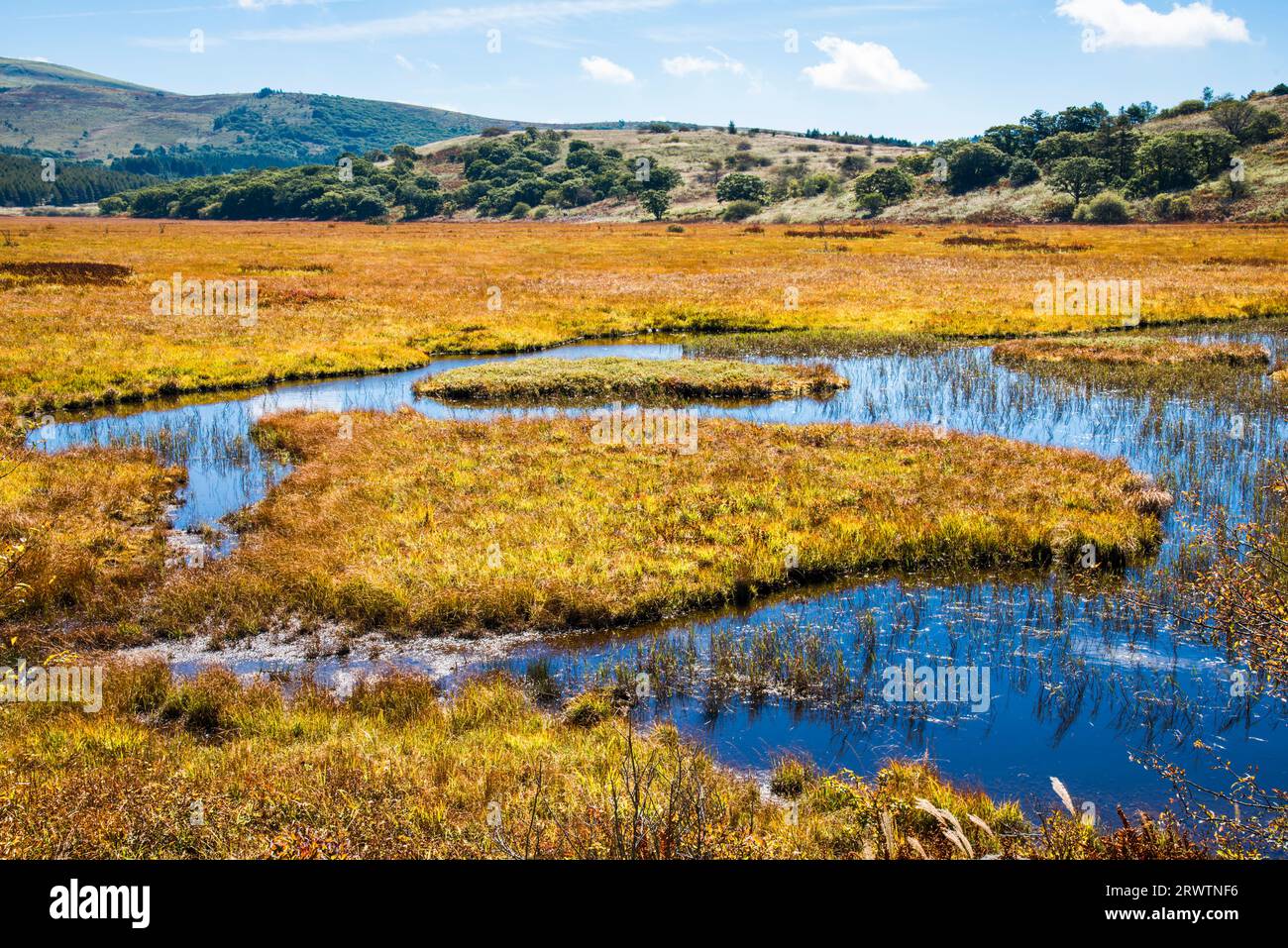 Yashimagaike Pond and Yashimagahara Marshland autumn leaves of grasses ...