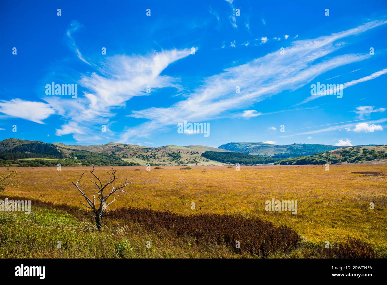 Autumn sky and autumn leaves of grass in Yashimagahara Marsh Stock ...