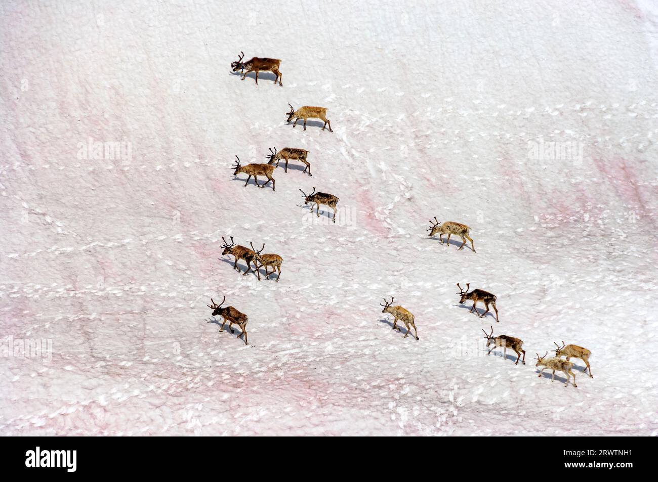 Chloromonas typhlos hi-res stock photography and images - Alamy