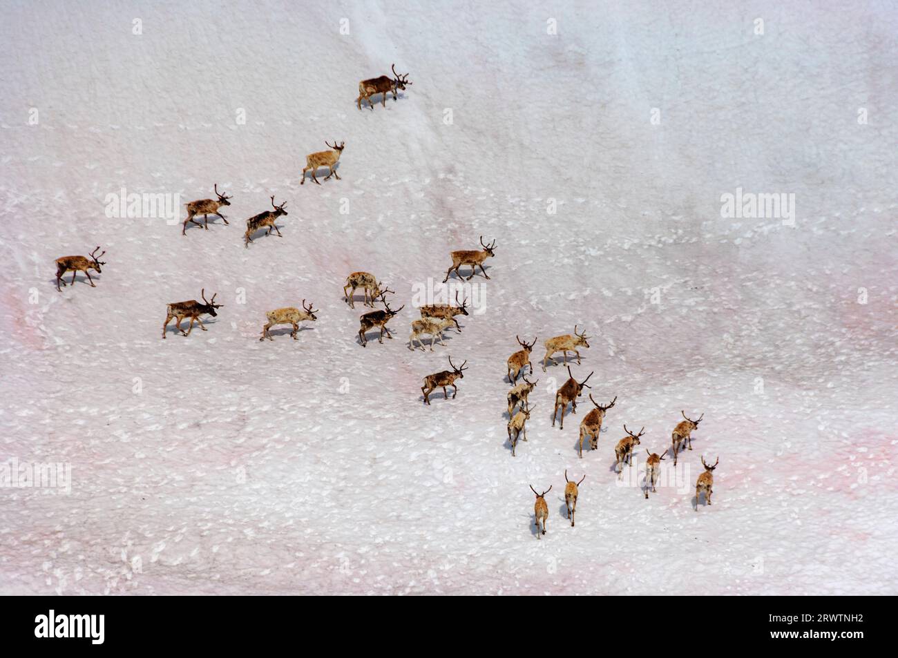 Chloromonas typhlos hi-res stock photography and images - Alamy