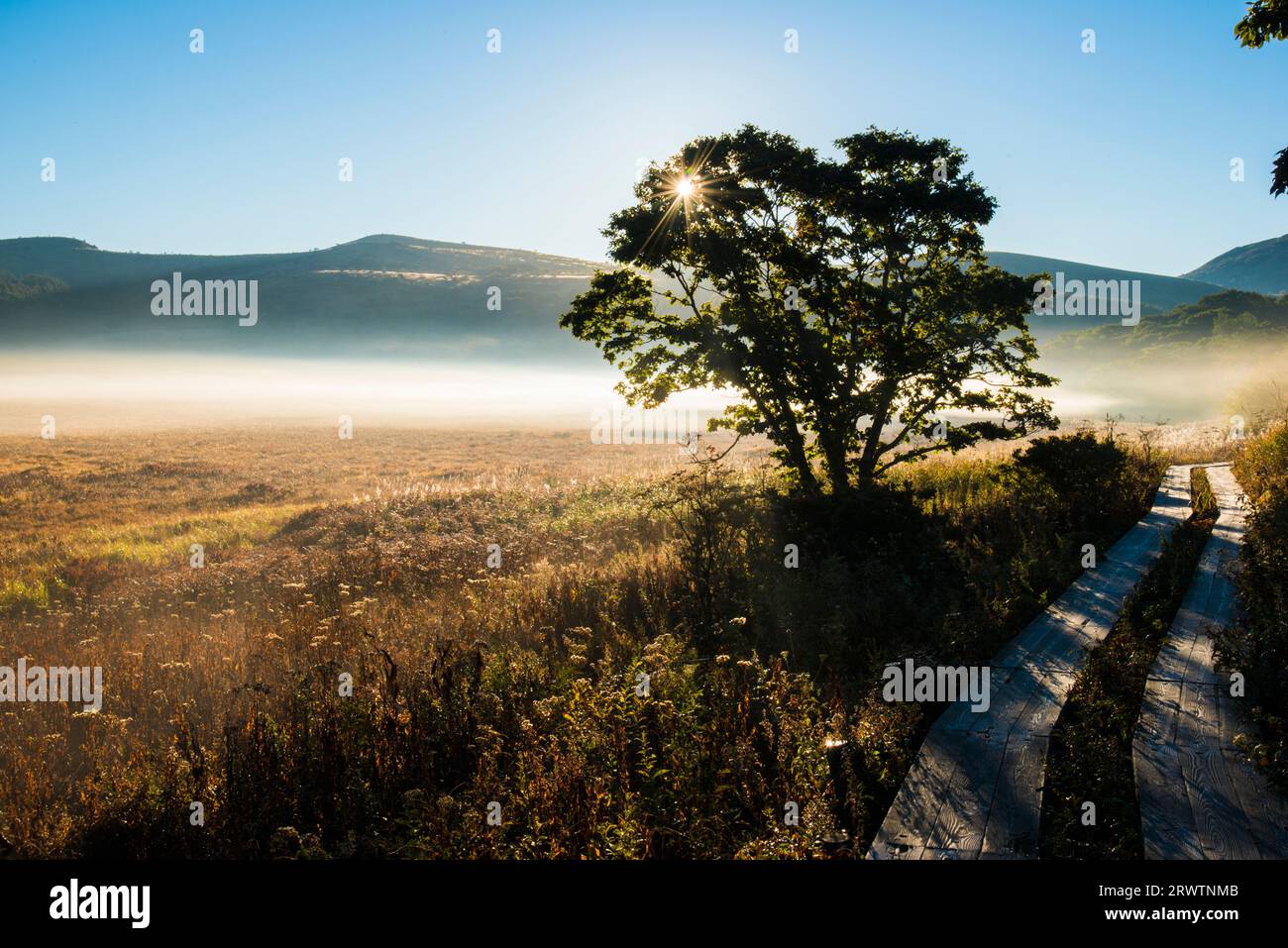 Yashimagahara marshland in autumn with morning mist flowing Stock Photo ...
