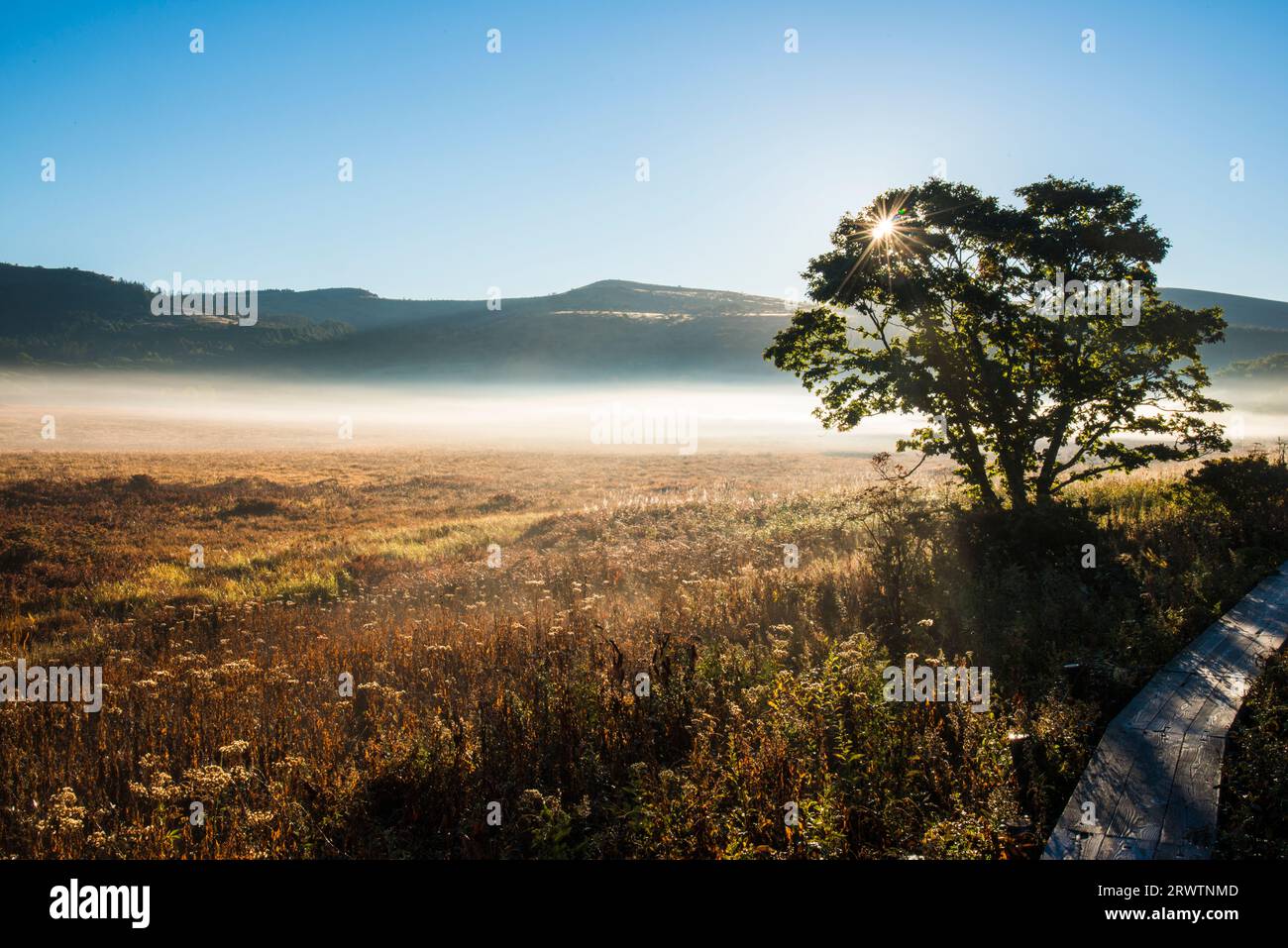 Yashimagahara marshland in autumn with morning mist flowing Stock Photo ...