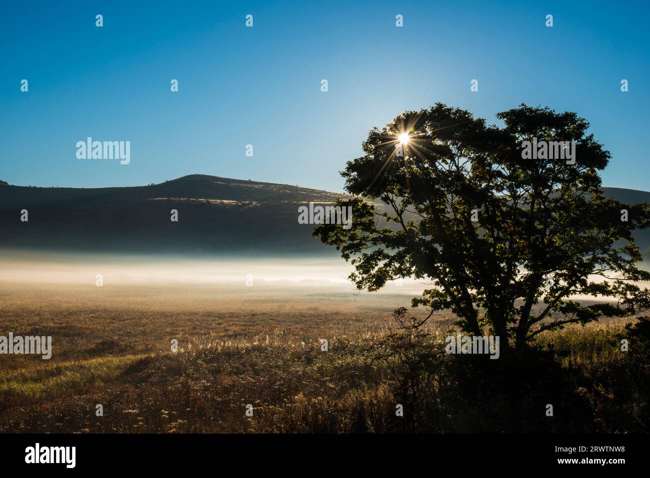 Yashimagahara marshland in autumn with morning mist flowing Stock Photo ...