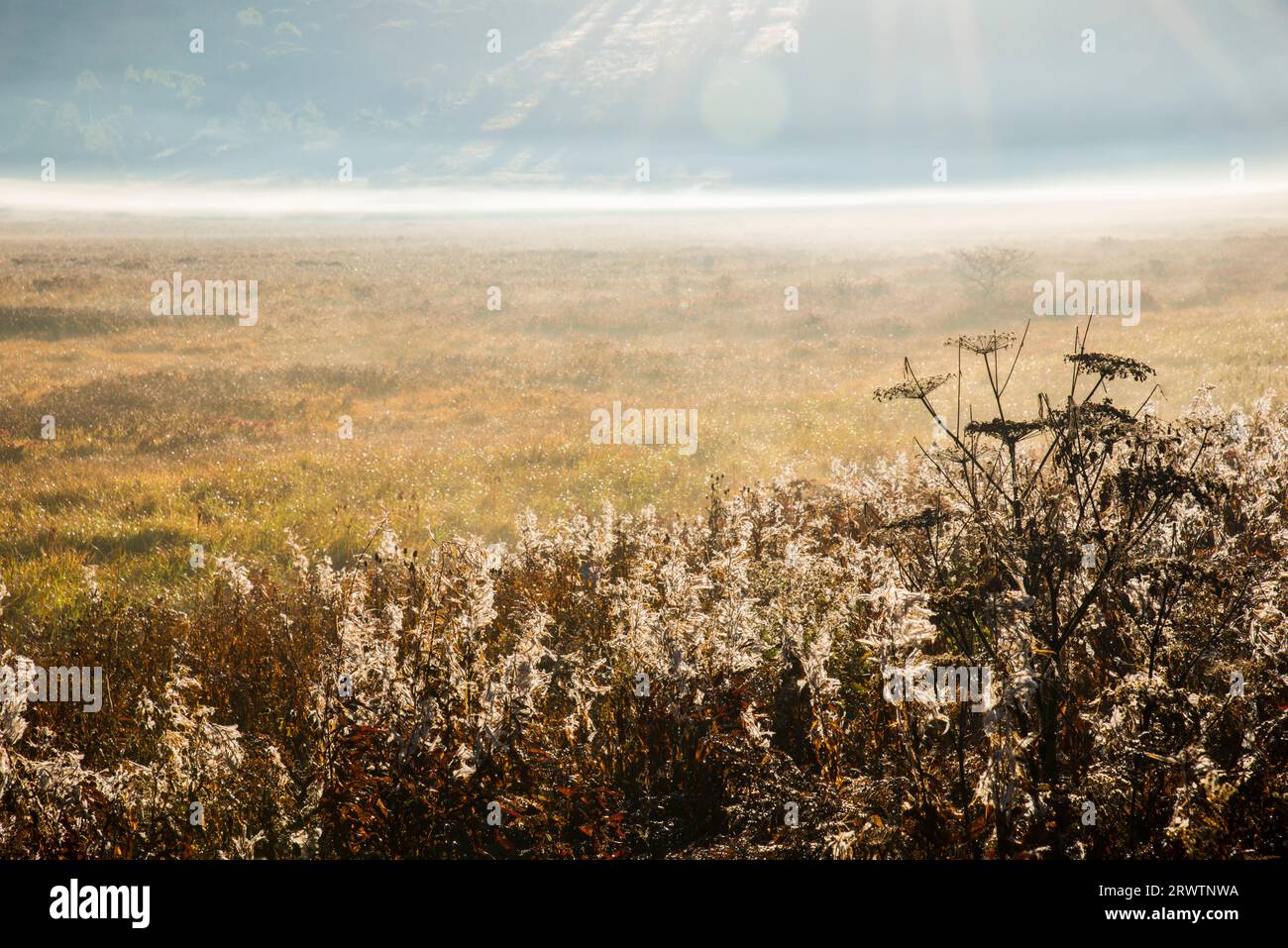 Yashimagahara marshland in autumn with morning mist flowing Stock Photo ...