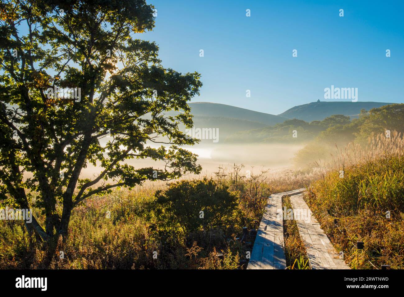 Yashimagahara marshland in autumn with morning mist flowing Stock Photo ...