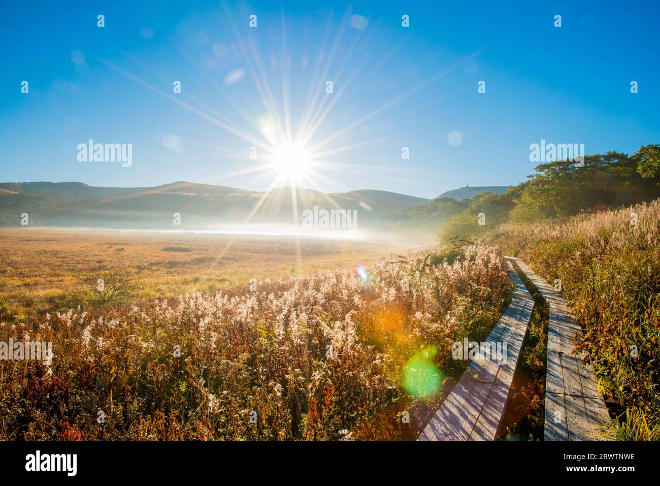 Yashimagahara marshland in autumn with morning mist flowing Stock Photo ...